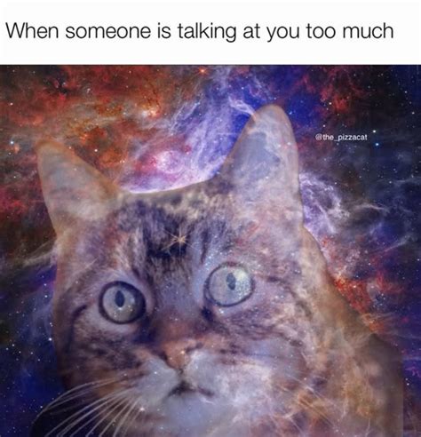 A Purrfect Batch Of Kitty Memes For Soft Sunday Scrolls In Bed I Can