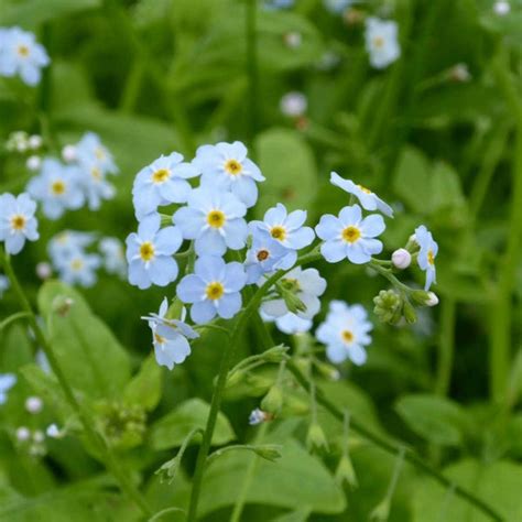 How To Plant Grow And Harvest Kentish Cobnut Trees Acqua Garden Acquagarden