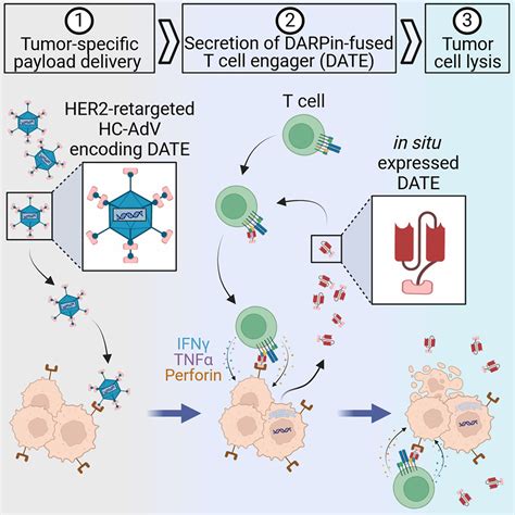 Darpin Fused T Cell Engager For Adenovirus Mediated Cancer Therapy
