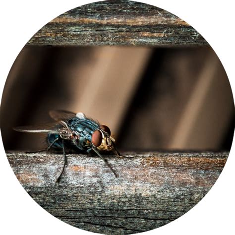 Mosche Mosconi E Moscerini Fumakilla Vape