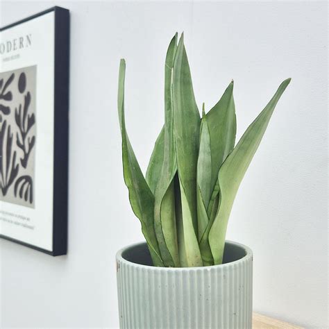 Common Ficus Diseases And Pests And How To Prevent Them Plants For All