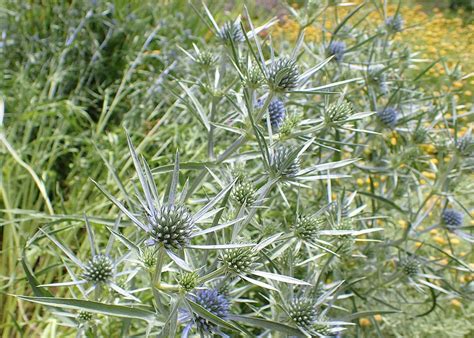 Eríngio Sérvio Eryngium Serbicum Como Plantar