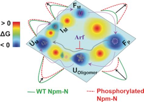 A 2d Contour Diagram Showing Different States Of Npm N In Alternative Download Scientific
