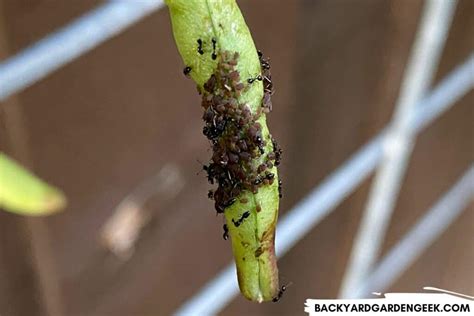 21 Plants That Aphids Attack And Eat How To Stop Them Backyard