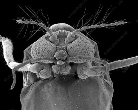 Biting Midge Sem Stock Image C0370295 Science Photo Library