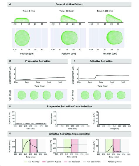 Representation Of The Position Of The Cell Cortex Side And Top View Download Scientific
