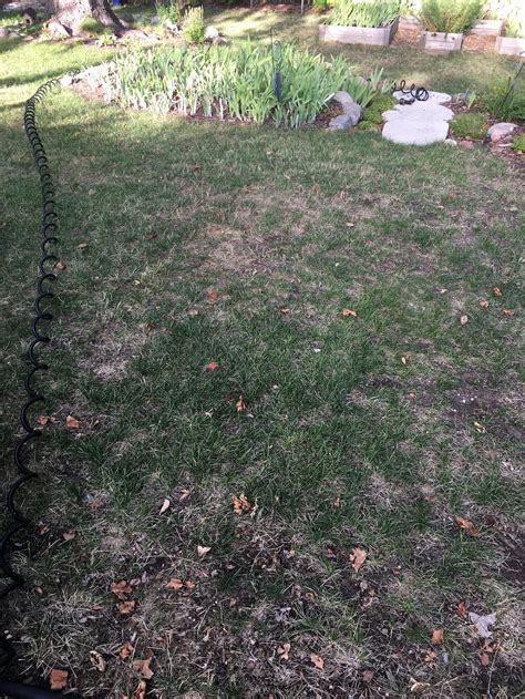 Liquid Lawn Dethatcher Covington Naturals