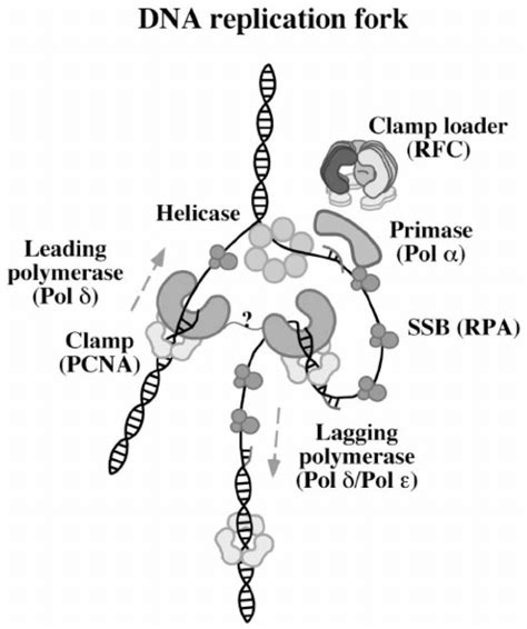 A Model Eukaryotic Dna Replication Fork Download Scientific Diagram