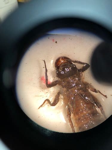 Odonata Nymphs Flashcards Quizlet