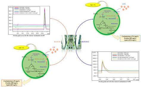 Bioengineering Mdpi On Linkedin Antibioticremoval Microalgachlorella