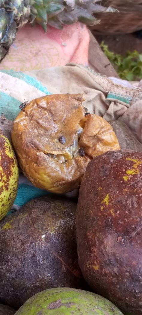 What Solution For Fruit Preservation Programme De Développement Des Nations Unies