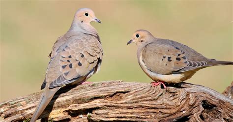 The Mourning Dove How It Looks And Sounds Nest Box Live