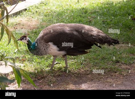 Peahens Are Mostly Brown On Their Back With A White Belly Peahens Do