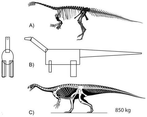 Desmatosuchus Skeleton