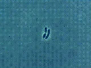 Bacteria Multiplying S Get The Best  On Giphy
