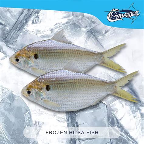 China Frozen Hilsa Fish Suppliers Factory Wholesale Seafood Caharbor