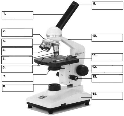Biology Midterm Review Flashcards Quizlet