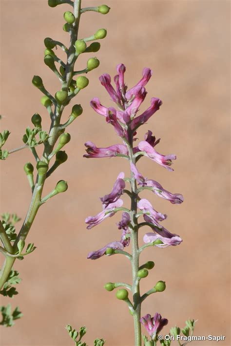 Fumaria Officinalis L Plants Of The World Online Kew Science