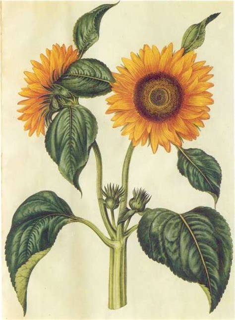 Scientificillustration Helianthus Annuus L Sunflower From Gottorfer