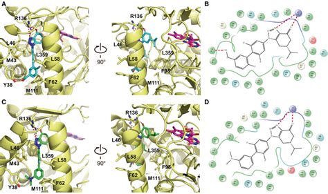 The Binding Environment Of Human Dhodh Inhibitors A C Interactions