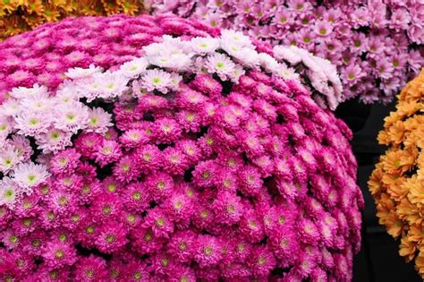 13 Eye Catching Chrysanthemum Color Combos Autumn Garden Mums