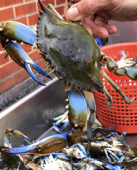 Claud E Claud E Kitchens Outdoor School At Fairview