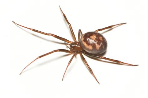 How Do You Treat A False Widow Spider Bite Bite Of False Widow Spider In Ireland Is Nastier