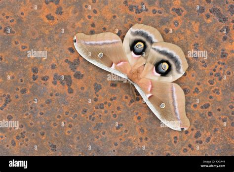 Polyphemus Moth In Startle Display Mode On Rusted Old Sawmill Blade