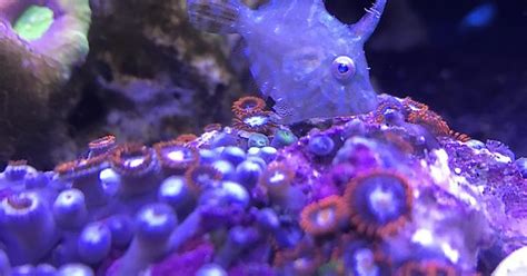 Radial Firefish Checking Out The New Zoas In His Tank Album On Imgur