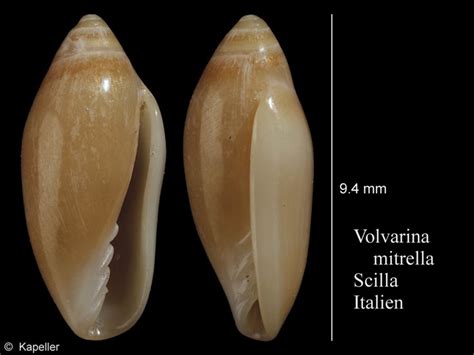 Worms World Register Of Marine Species