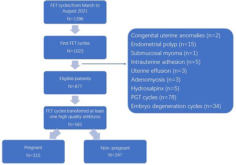 Uterine Lining Thickness Range