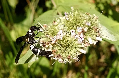 Black Bees With White Stripes