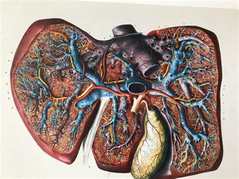 Webinar Het Systeem Van Glisson Jeroen De Block Praktijk Voor
