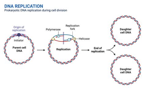 Prokaryotic Dna Replication Enzymes Steps Biology Notes Online
