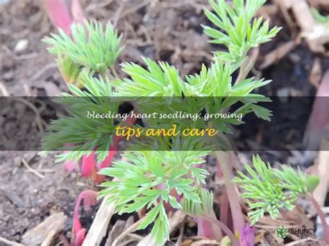Bleeding Heart Seedling Growing Tips And Care Shuncy
