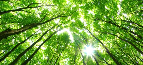 Immune System Microbiome And Aging Is There A Link