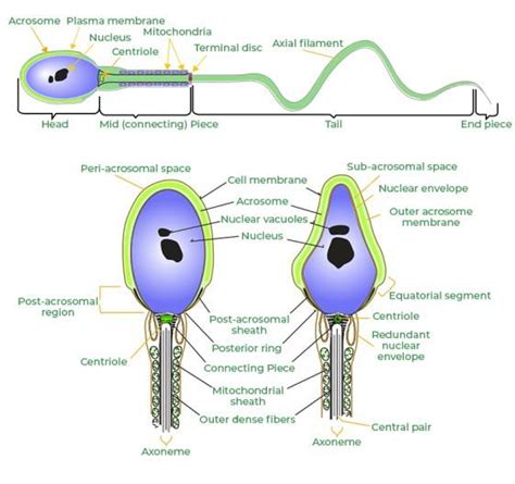 Human Fertilization Diagram Progress Diagram From Human Fertilization