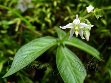Argostemma Verticillatum Whorled Leaf Corn Cockle