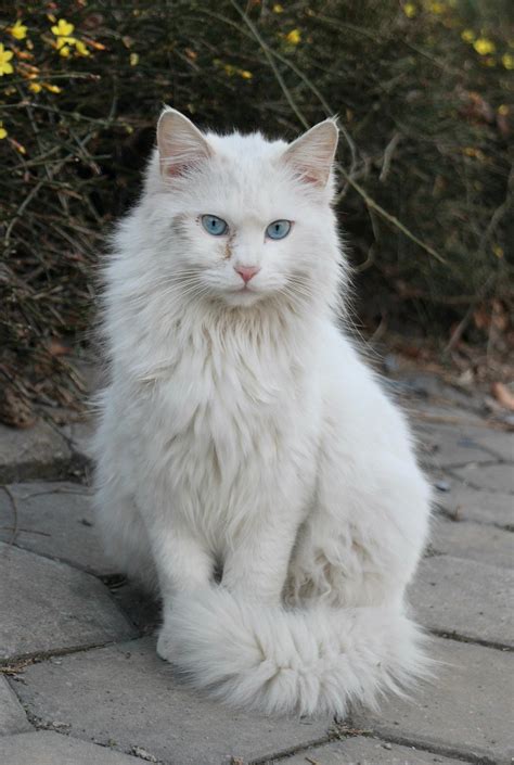 超过 20000 张关于 Angora Fur”和 猫”的免费图片 Pixabay