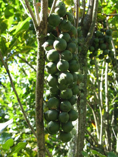 Macadamia Plant