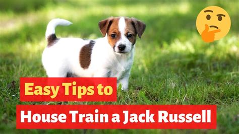 How To Train A Jack Russell Terrier