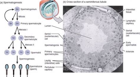 Gamete Vs Zygote Difference Between
