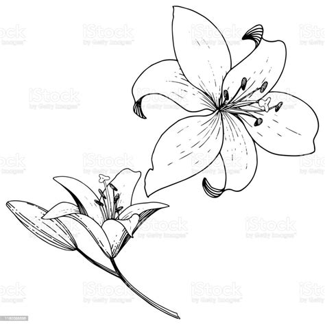 Detail Gambar Bunga Lili Hitam Putih Koleksi Nomer 3