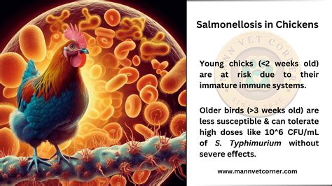 Salmonellosis In Chickens Mannvetcorner