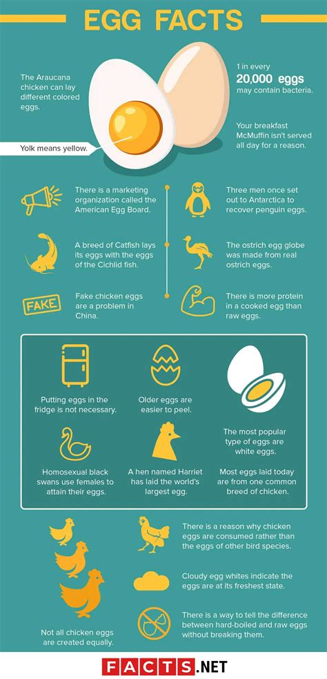 50 Egg Facts That Will Get You Egg Cited
