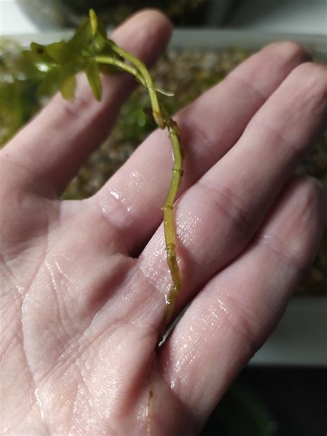 Bacopa Stem Base Rotten R Plantedtank
