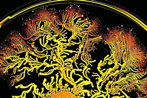 Microbe Hunter Archaea