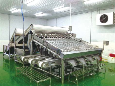 Industrial Automatic Shrimp Washinggrading Machineprawn Cleaningsorting Machine Fresh Shrimp