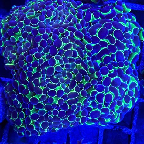 Hologram Hammer Coral Aquarium Show