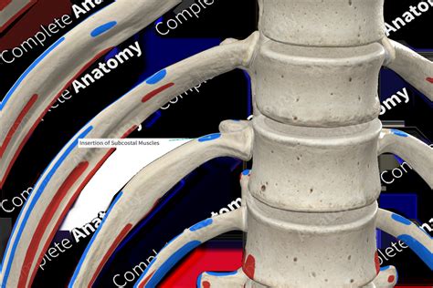 Insertion Of Subcostal Muscles Complete Anatomy